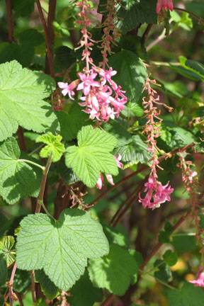 Ribes Sanguineum